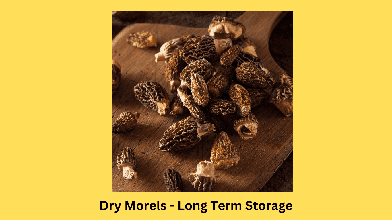 How to Store Fresh Morels - Highly Useful Guides